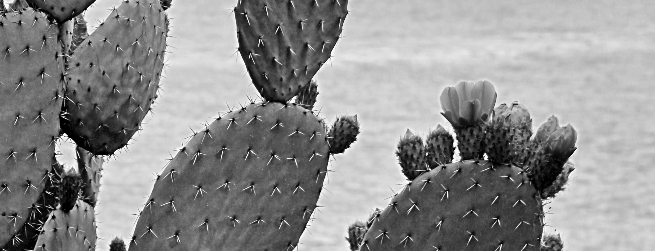 The Amazing Benefits of Nopal Cactus – Puristry